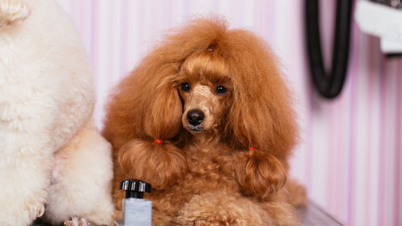 All About the Poodle: History, Traits & Care