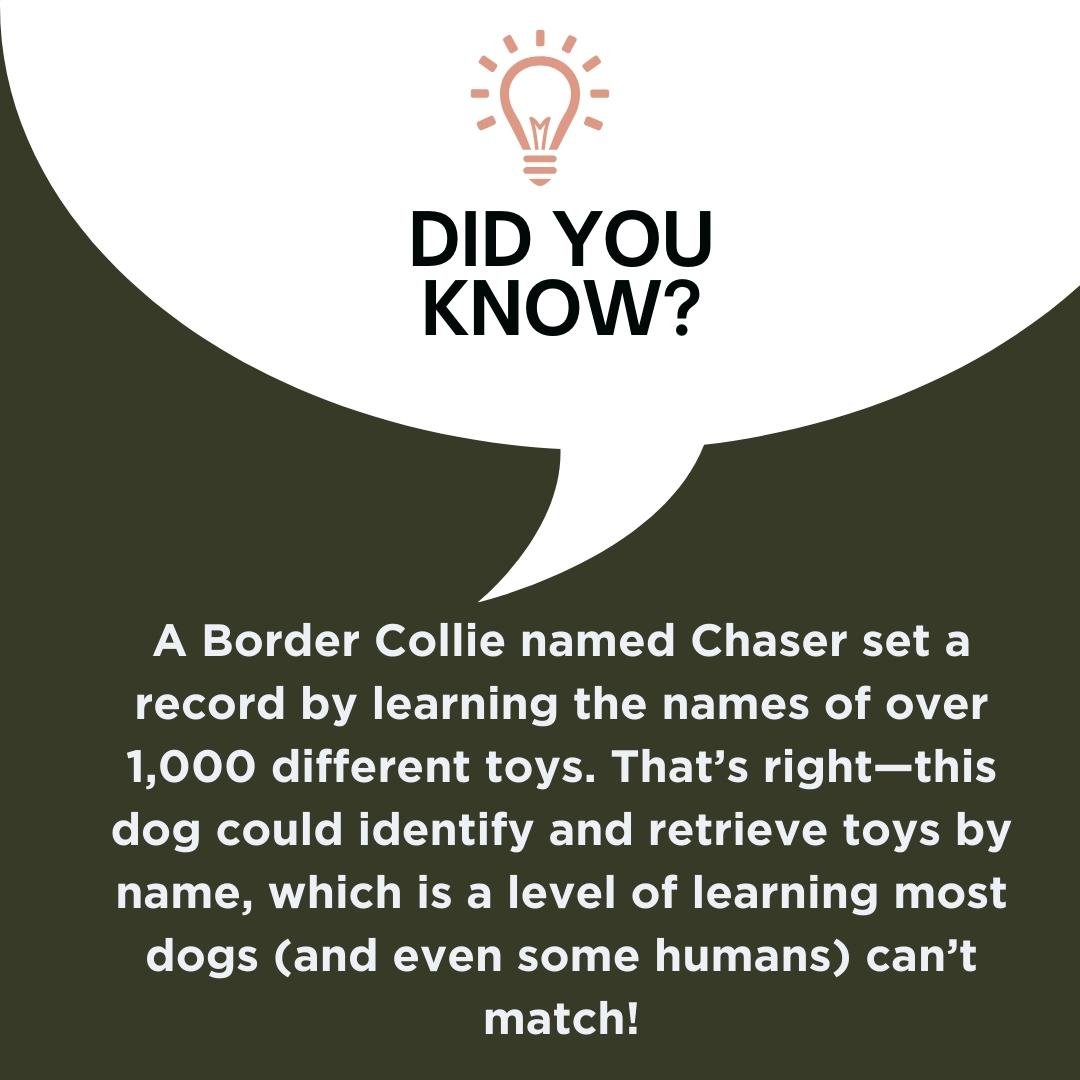 Border Collie: The Ultimate Intelligent & Energetic Dog Breed